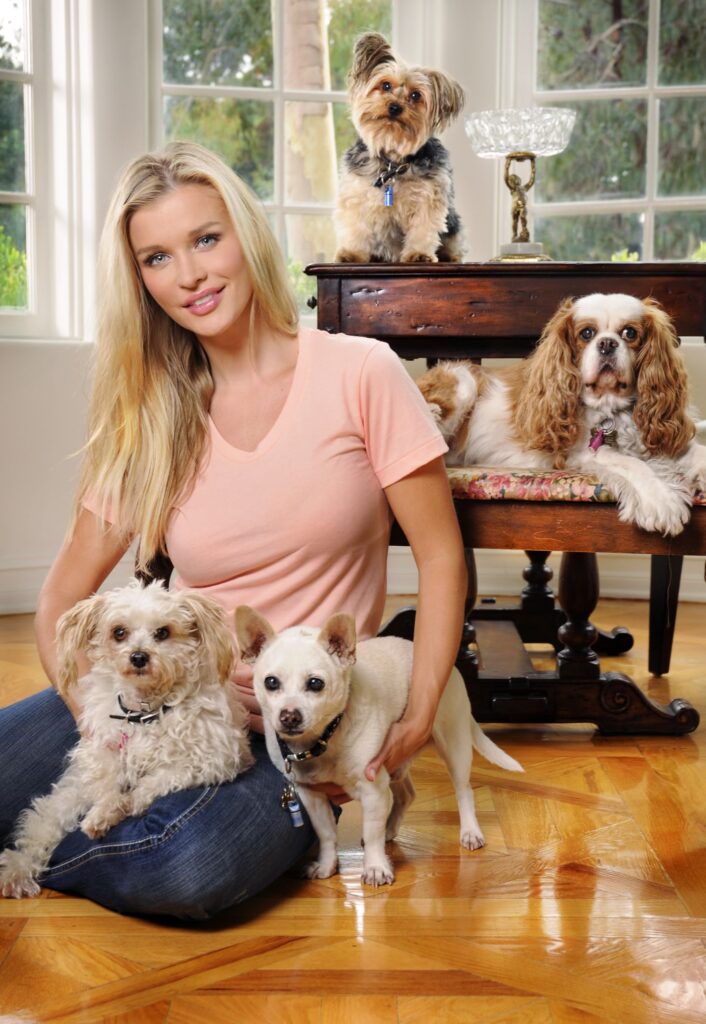 Angels for Animal Rescue